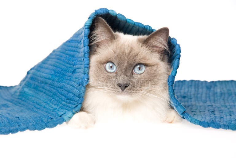 4,413 Cats Under Fan Stock Photos - Free & Royalty-Free Stock Photos ...