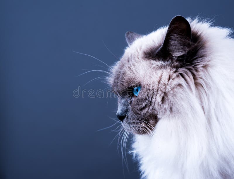Blue Point Ragdoll Cat stock photo. Image of furry, furball - 125570098