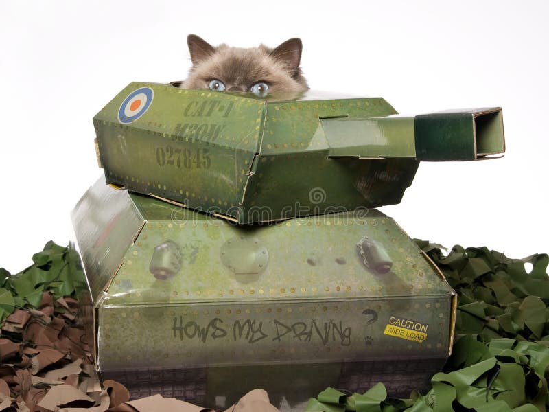 Cats Driving Tanks