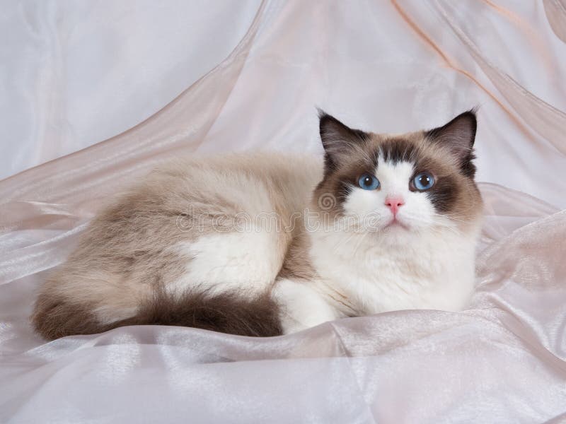 Ragdoll cat seal bi-color stock image. Image of color - 7703943