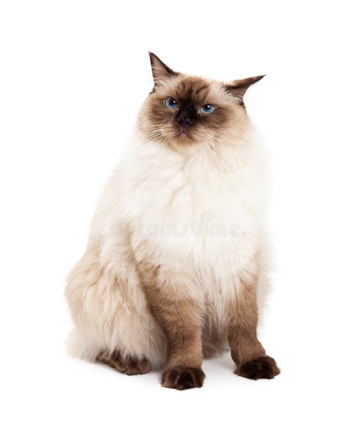 Beautiful Ragdoll Cat Standing Stock Image - Image of cutout, portrait ...