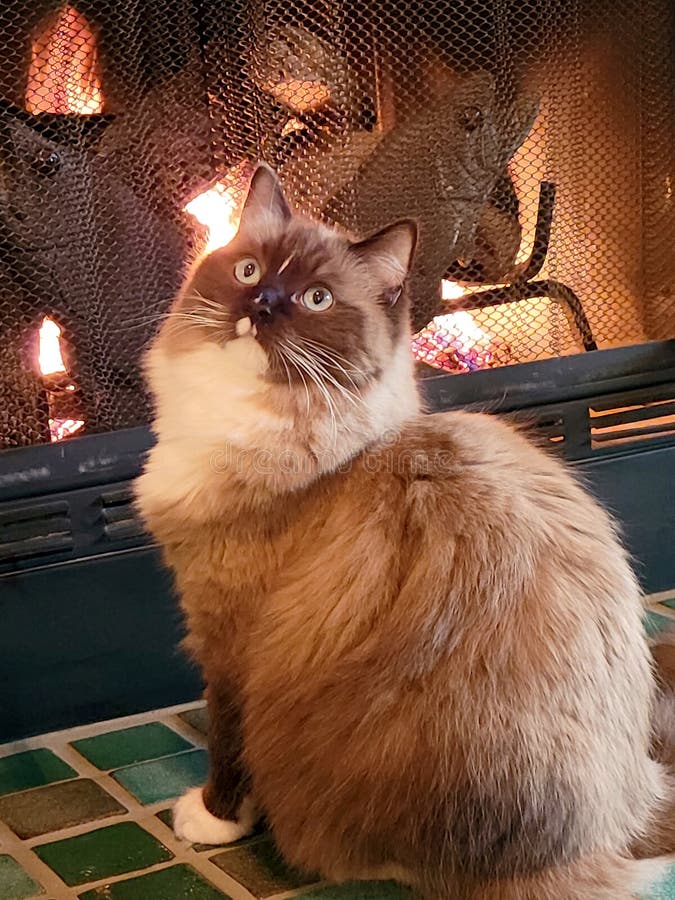 Ragdoll Cat by a Fireplace stock image. Image of mammal - 232929867