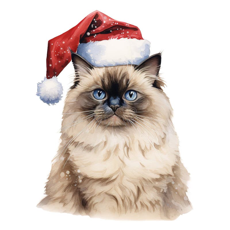 Ragdoll Cat Wearing a Santa Hat Stock Image - Illustration of feline ...