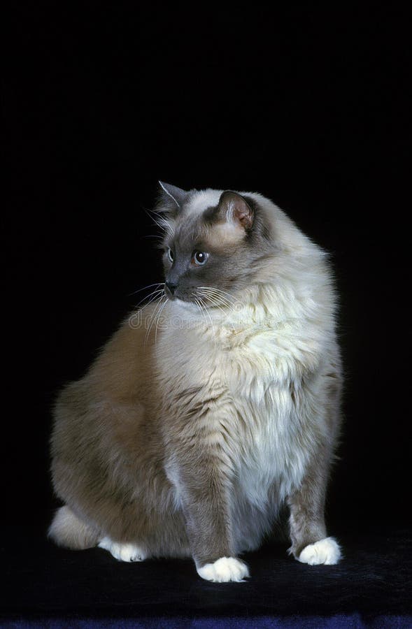 Ragdoll Domestic Cat Against Black Background Stock Image - Image of ...