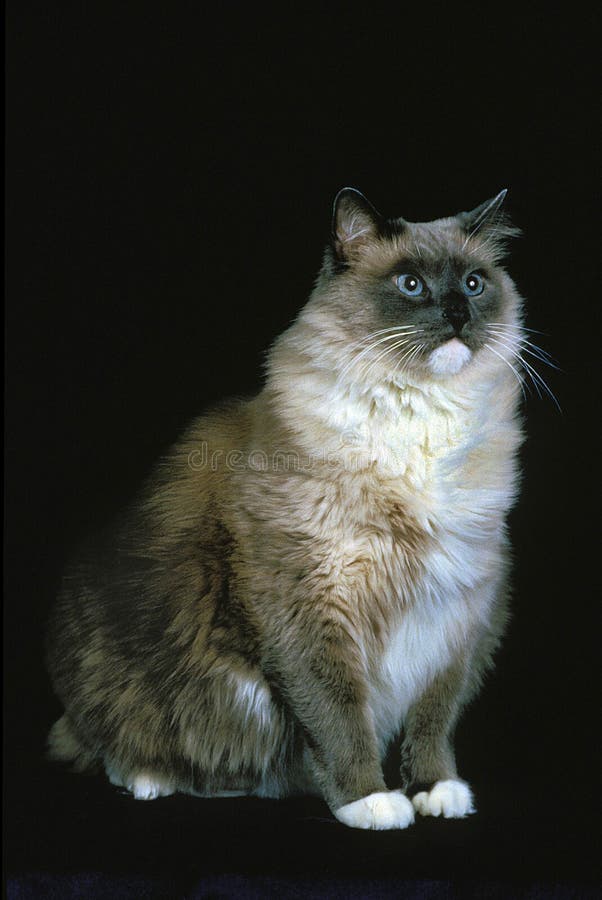 RAGDOLL stock image. Image of sitting, face, indoors - 172936829