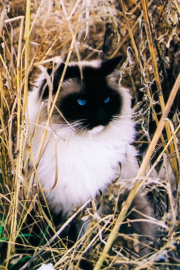 Ragdoll katt fotografering för bildbyråer. Bild av ögon - 49778559