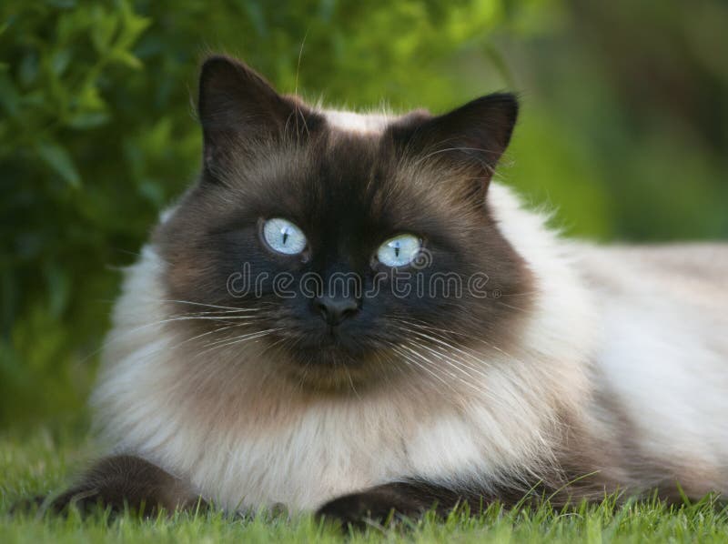 Schließen Hohes Portrait Der Schönen Grauen Inland Reinrassigen Katze ...