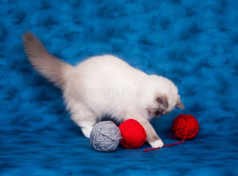 Ragdoll Katze Mit Garn Auf Blau Stockfoto - Bild von katzenartig, nett ...