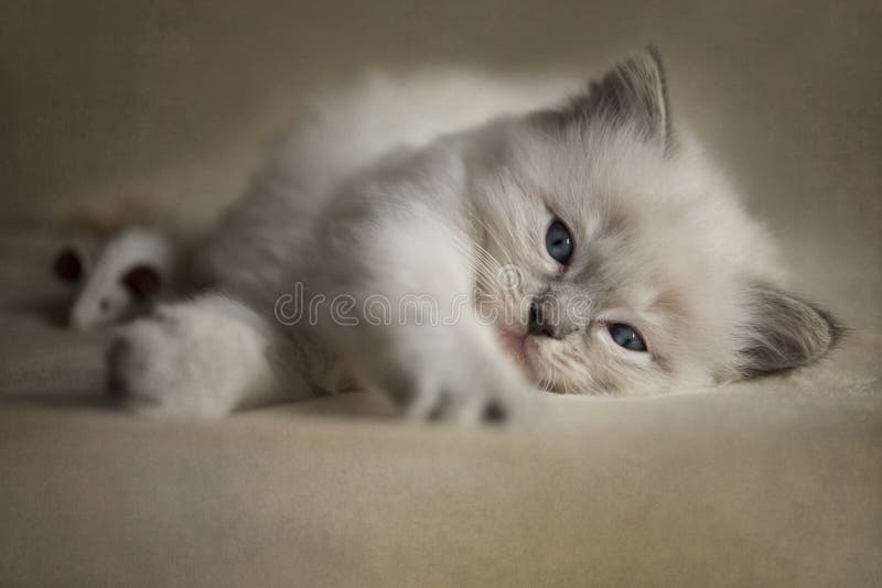 Ragdoll Kitten stock photo. Image of colour, animal, eyes - 75343468