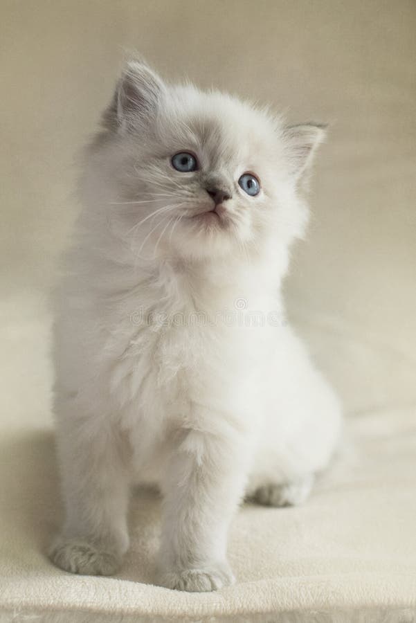 Ragdoll Kitten stock photo. Image of domestic, white - 75343518