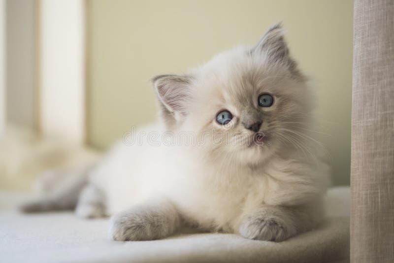 Ragdoll Kitten stock image. Image of colour, cute, animal - 75343609