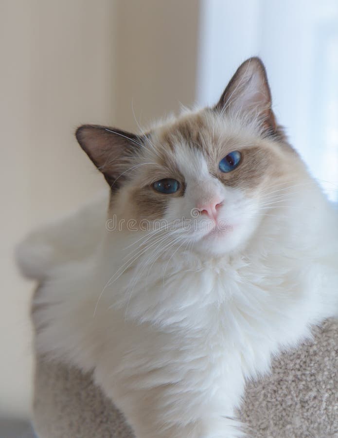 Ragdoll Cat stock photo. Image of beautiful, felines, carpet - 4618370