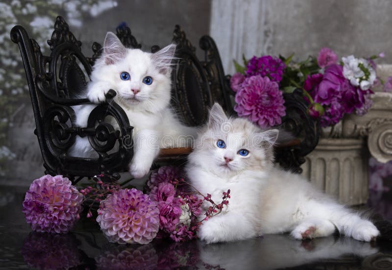 Ragdoll Kittens and Pink Flowers Stock Image - Image of black, feline ...