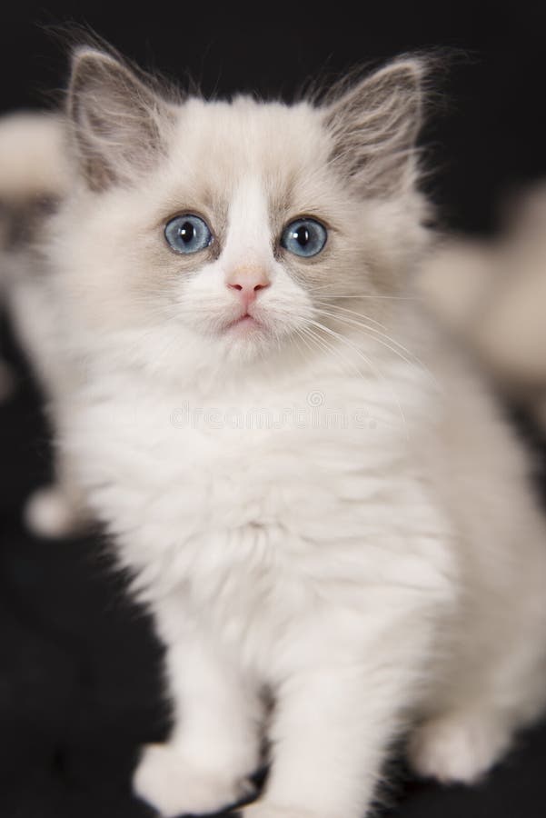 Ragdoll kot zdjęcie stock. Obraz złożonej z obdartus - 100425404