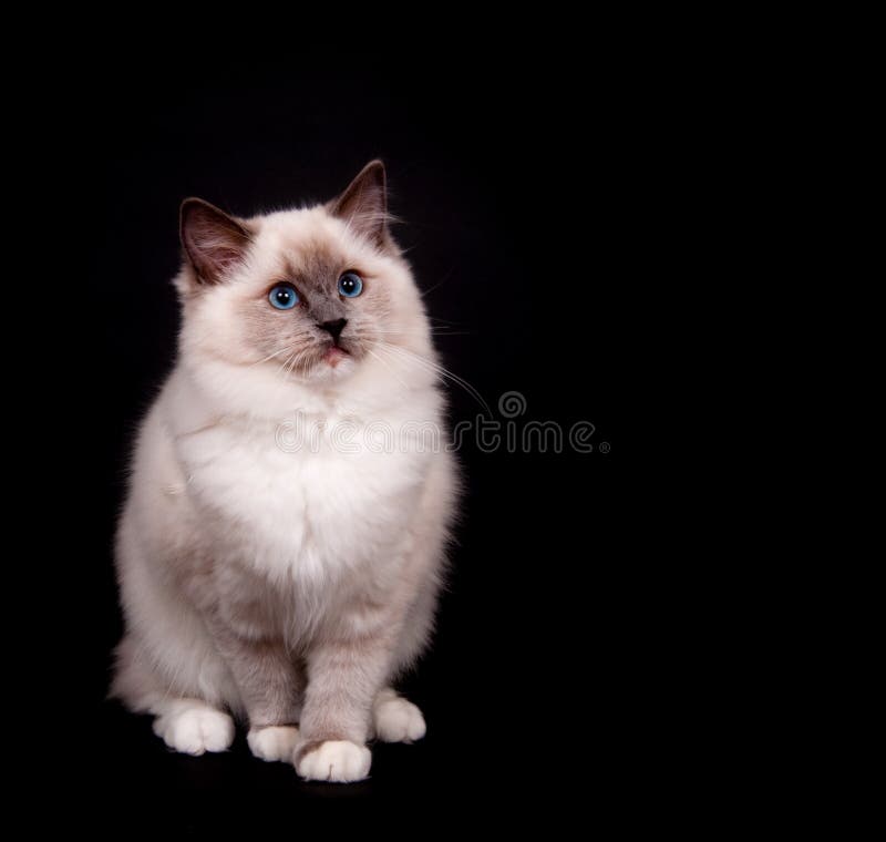 Ragdoll Kat Op Zwarte Achtergrond Stock Afbeelding - Image of huisdier ...