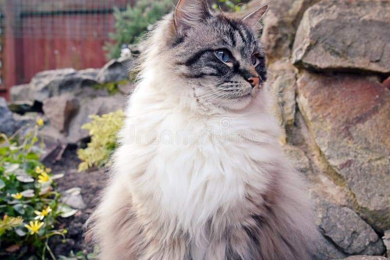 Ragdoll Cat Sitting Outdoors on Ein Gras-Rasen, Der Oben Der Kamera ...