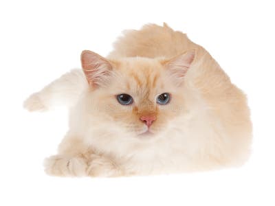 Ragdoll Red Point Cat Isolated Stock Image - Image of kittens, pets ...