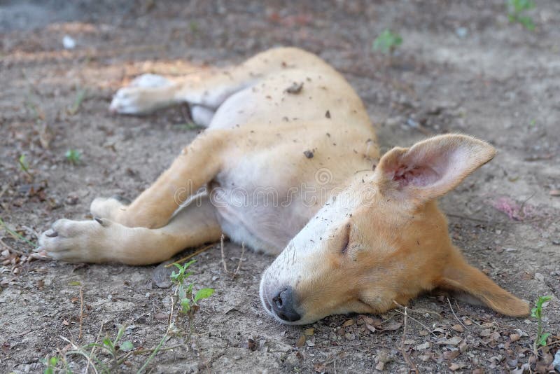 Ragged dog stock image. Image of thai, unsanitary, filthy - 69552811