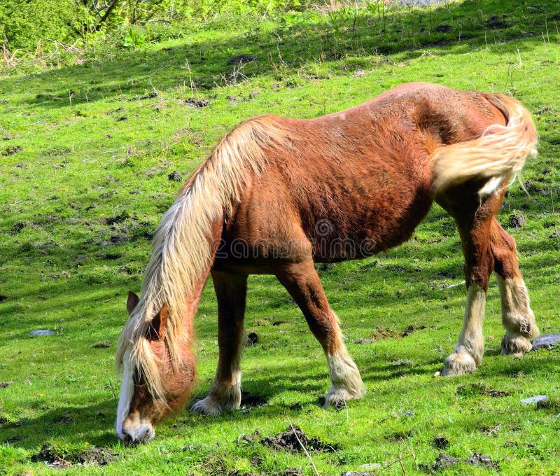Ragged pony stock photo. Image of white, grazing, field - 53870302