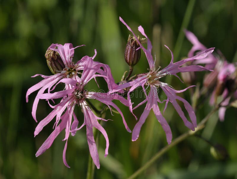 Ragged robin. stock image. Image of indigenous, inflorescence - 71634771
