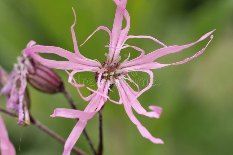 Ragged Robin stock photo. Image of ragged, flower, marsh - 187171626