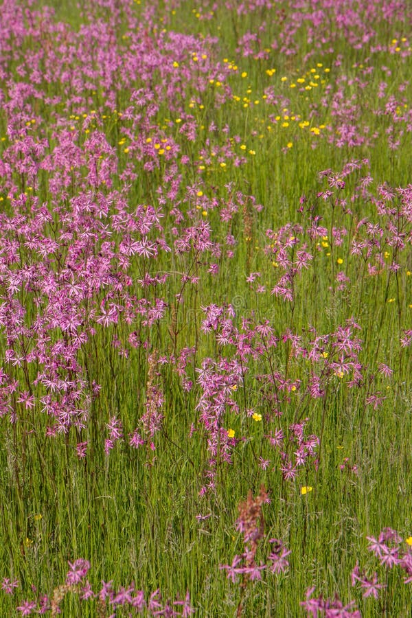 Ragged-Robin stock photo. Image of colorful, closeup - 74390334