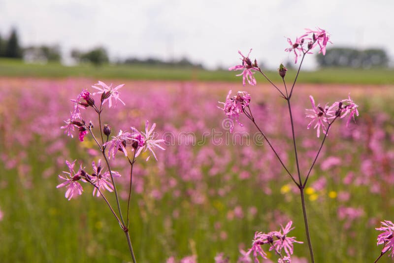 Ragged-Robin stock photo. Image of field, flora, fresh - 74390362