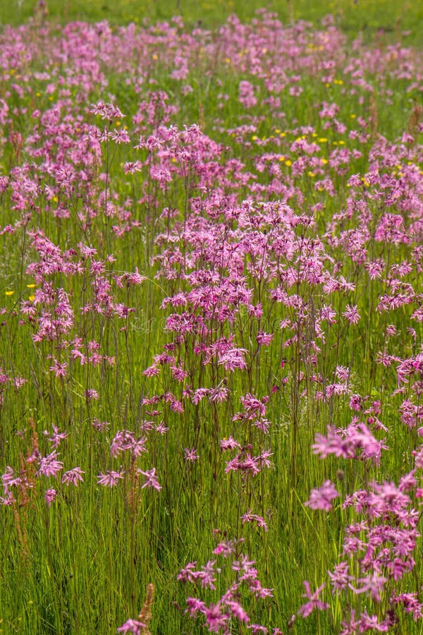 Ragged-Robin stock image. Image of field, cuculi, closeup - 74390367