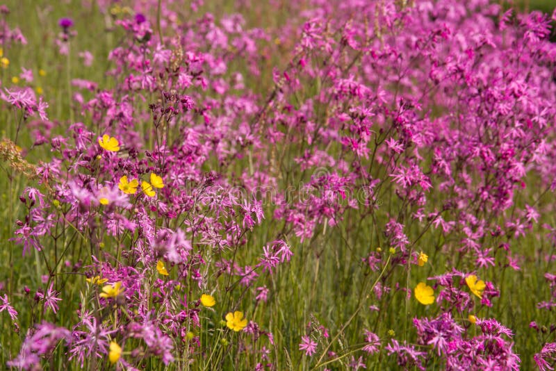 Ragged-Robin stock photo. Image of health, flower, lawn - 74390368