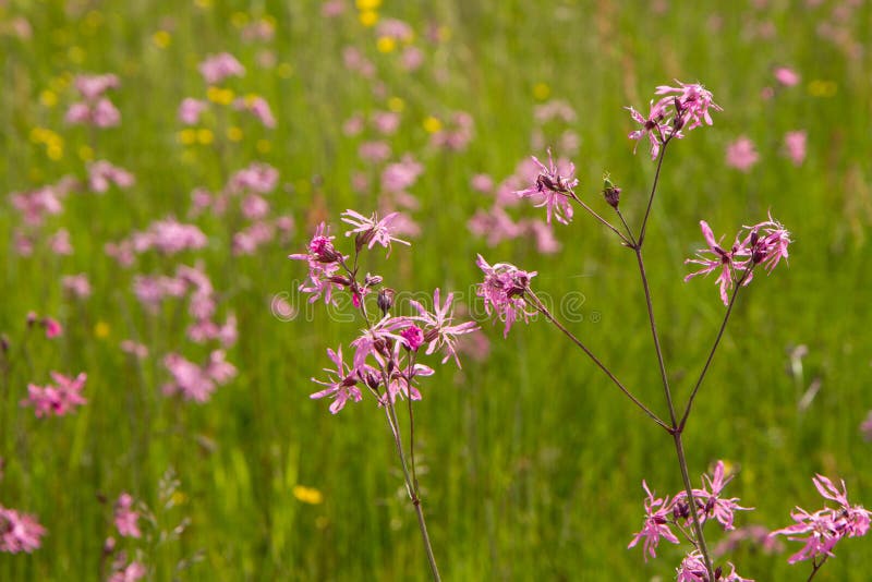 Ragged-Robin stock photo. Image of grow, mauve, grass - 74390380