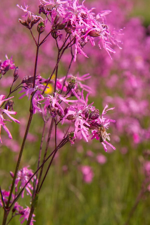 Ragged-Robin stock image. Image of lychnis, garden, harmony - 74390387