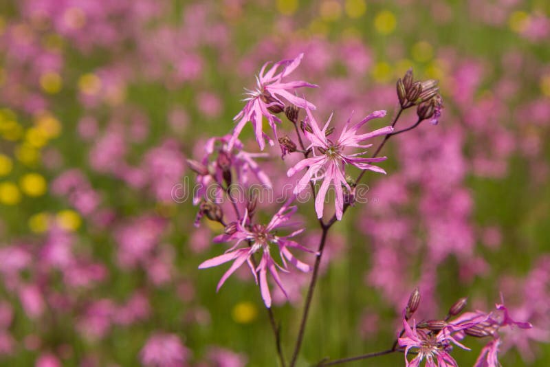 Ragged-Robin stock image. Image of cuculi, meadow, grass - 74390395