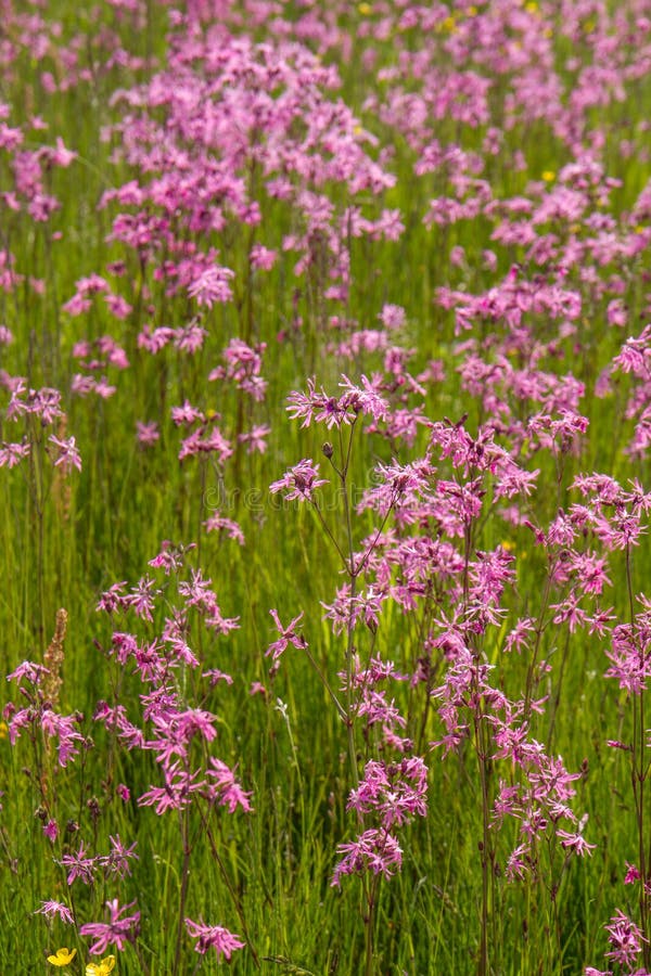 Ragged-Robin stock photo. Image of botany, heal, closeup - 74390402