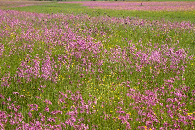 Ragged-Robin stock photo. Image of harmony, fresh, bright - 74390408