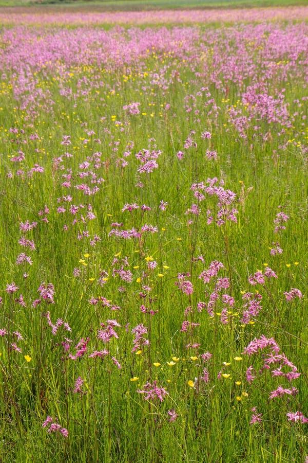Ragged-Robin stock image. Image of meadow, grow, grass - 74390445