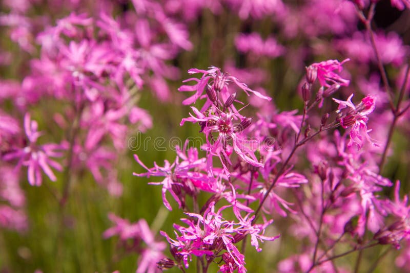 Ragged-Robin stock image. Image of lychnis, garden, closeup - 74390669
