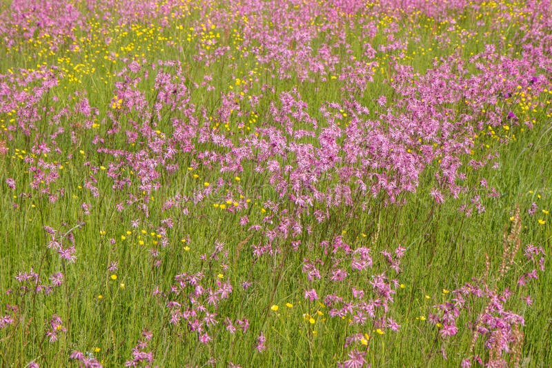 Ragged-Robin stock photo. Image of blossom, environment - 74390672