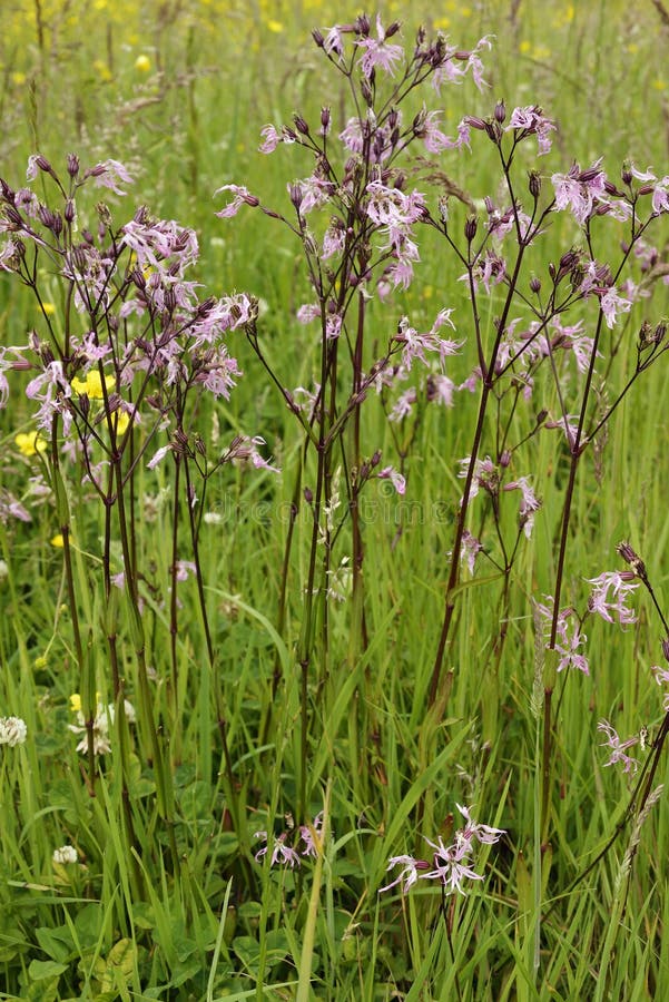 Ragged Robin stock photo. Image of flora, robin, cuculi - 25734374