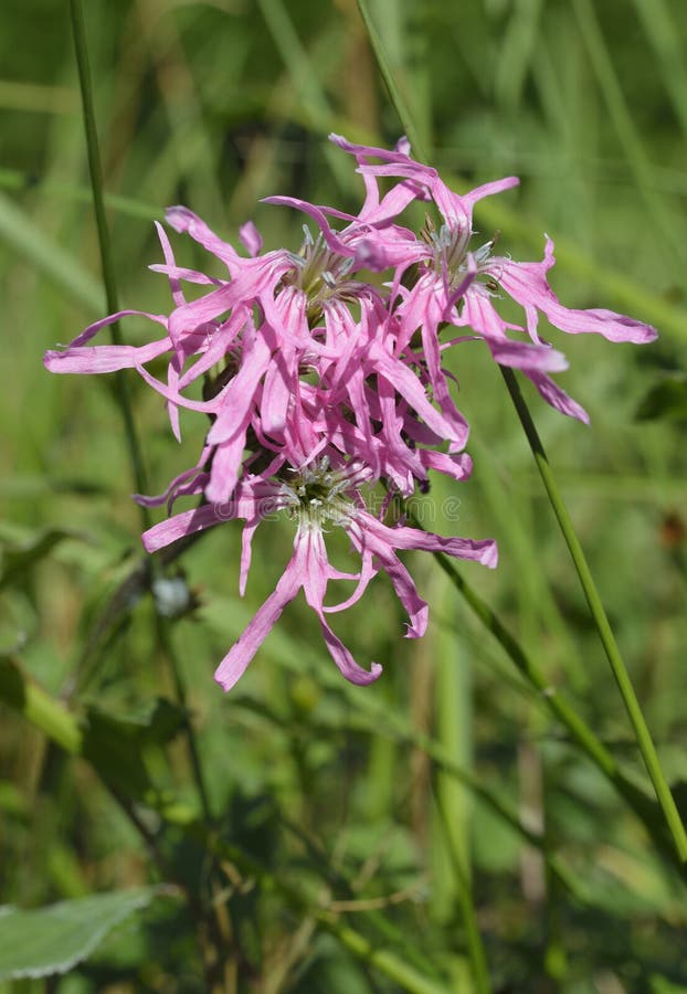 Ragged Robin stock photo. Image of grassland, plant, england - 93551364