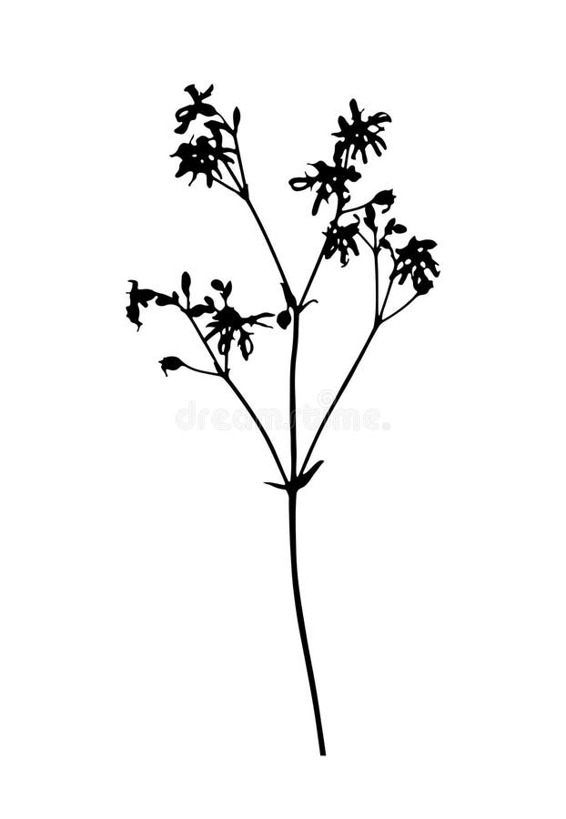 Ragged Robin Stock Illustrations – 15 Ragged Robin Stock Illustrations ...