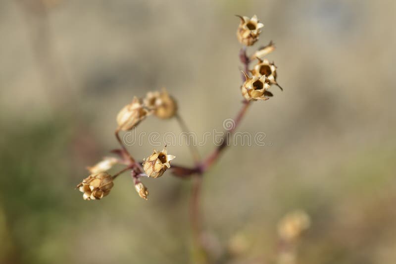 Ragged robin stock image. Image of garden, cuckoo, catchfly - 324722879