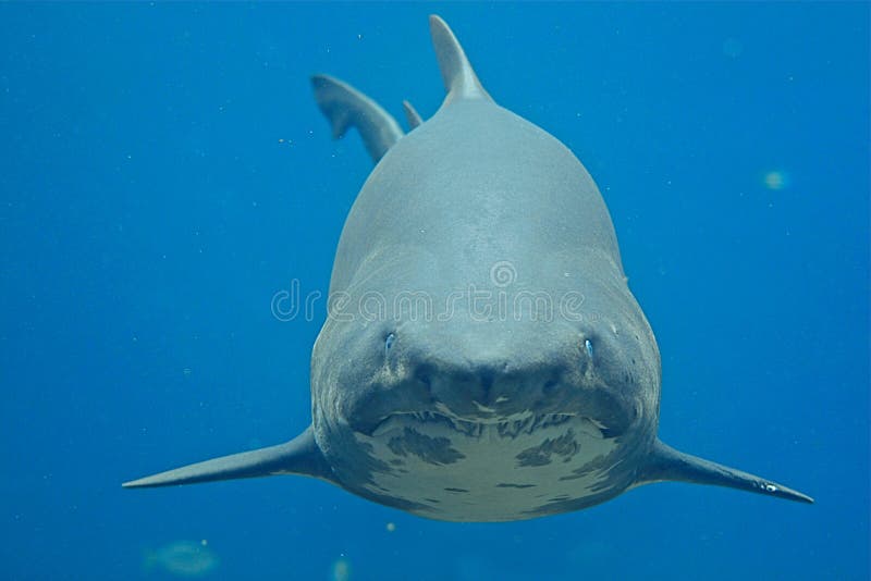 Ragged Tooth Shark stock image. Image of large, ragged - 8954013
