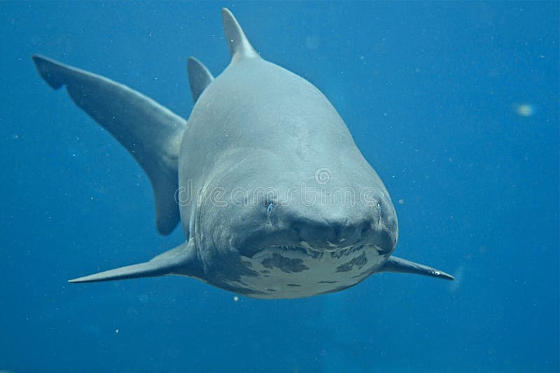 Ragged Tooth Shark stock photo. Image of shark, ocean - 8954014