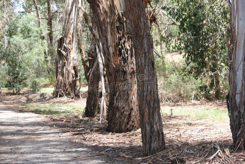 Raggedy Gum Trees Australia Stock Photo - Image of raggedy, summer ...