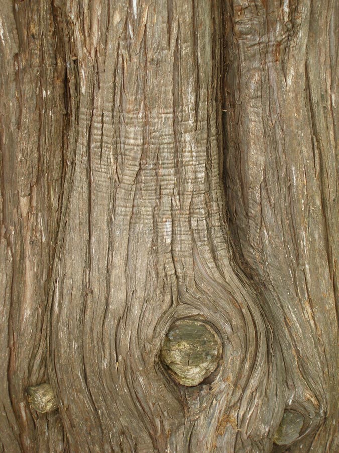 Raggedy Tree Trunk stock image. Image of wood, environment - 2606971