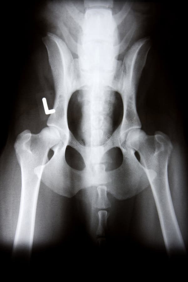 Riparazione Radiografica Di Una Frattura Del Femore in Un Cane ...