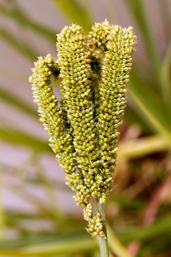 Finger Millet Field stock image. Image of crop, cultivation - 35293755