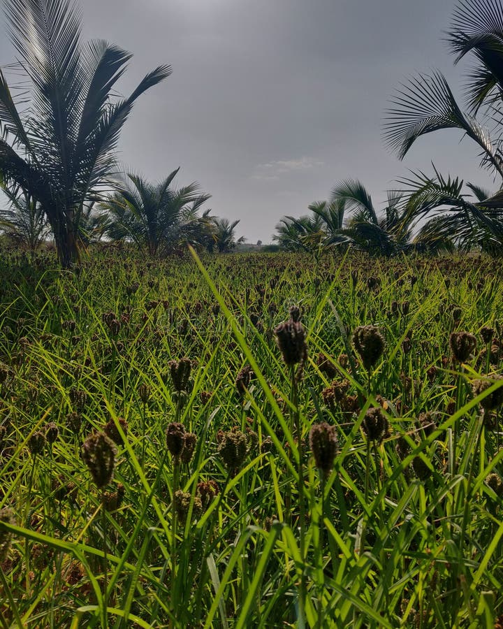 Ragi field india stock photo. Image of green, soil, plant - 254072430