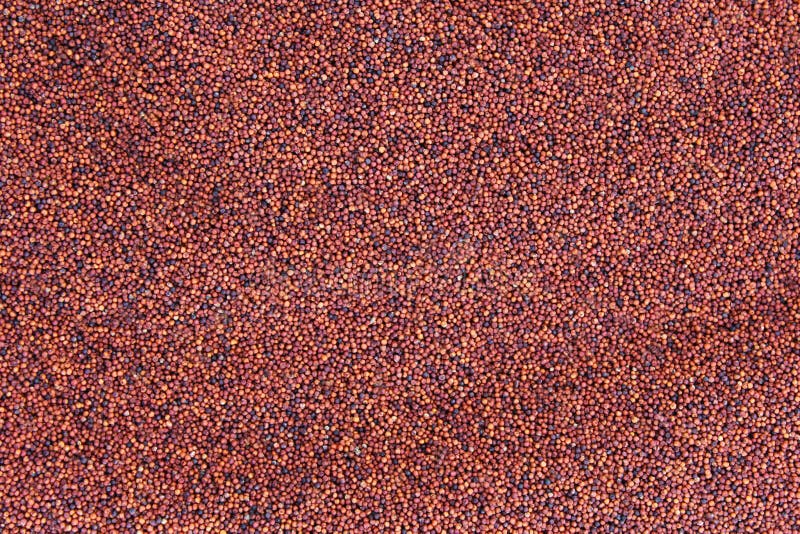 Ragi grains stock image. Image of harvest, grains, healthy - 59206501