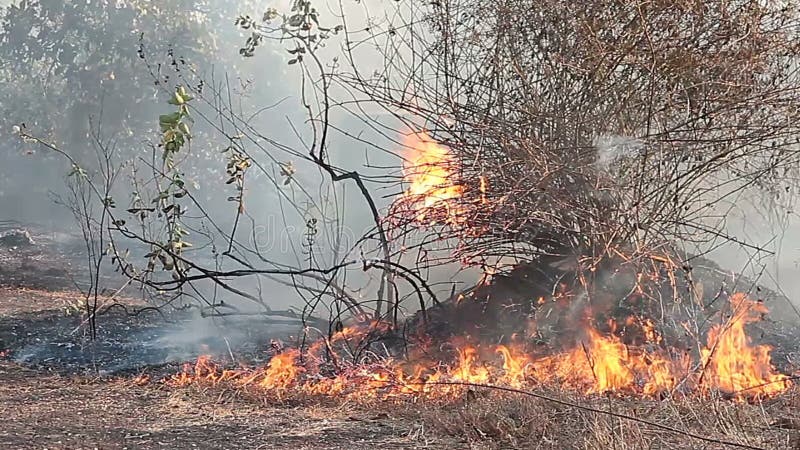 Raging Wildfire Stock Footage & Videos - 411 Stock Videos